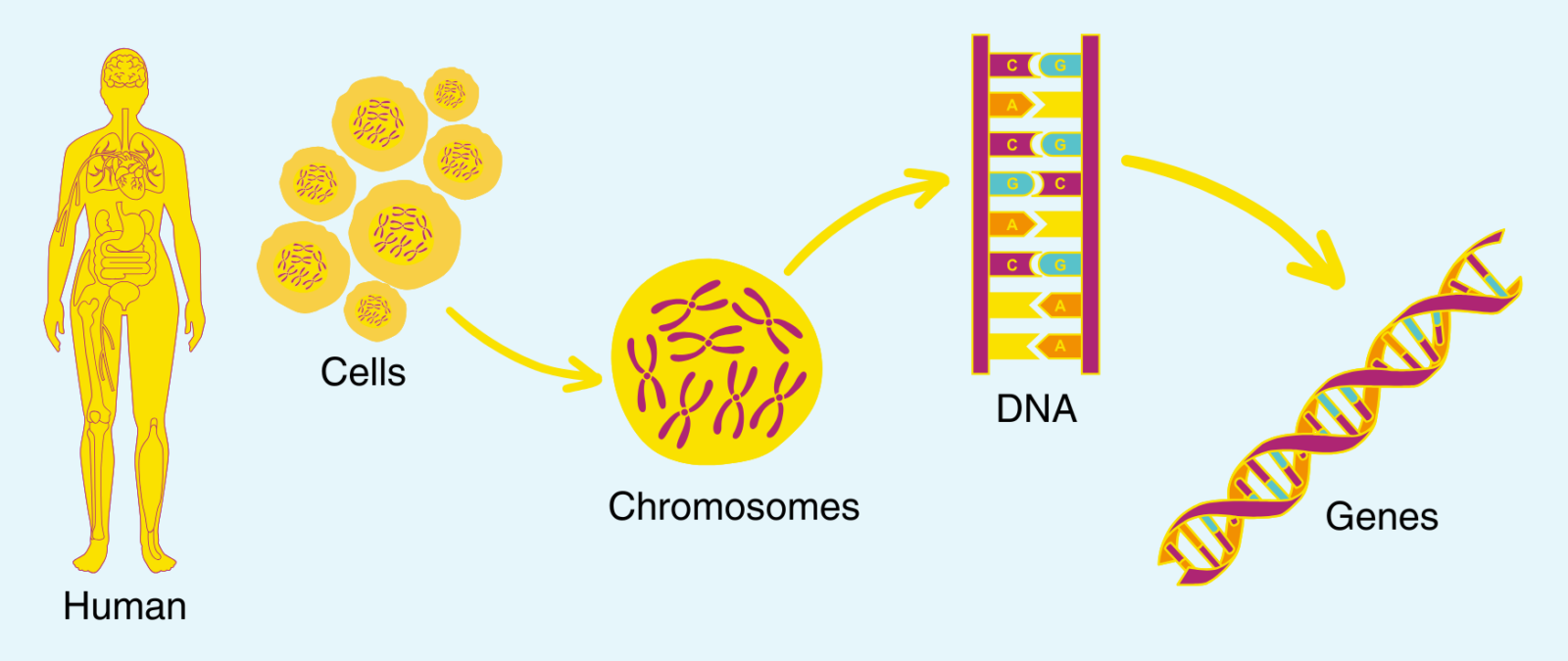 What is genomics? « Central and South Genomics